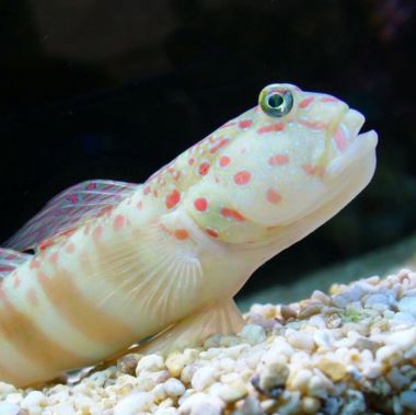 Pink Spotted Watchman Goby (Cryptocentrus Leptocephalus) - CoralFarm.ro