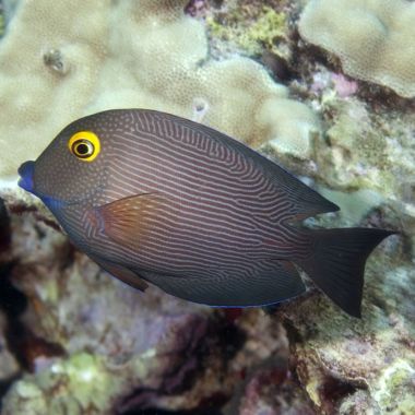 Kole Yellow Eye Tang (Ctenochaetus Strigosus) M - CoralFarm.ro