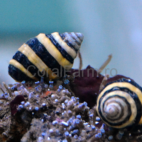 Melc Bumble Bee Snail (Pusiostoma sp.)