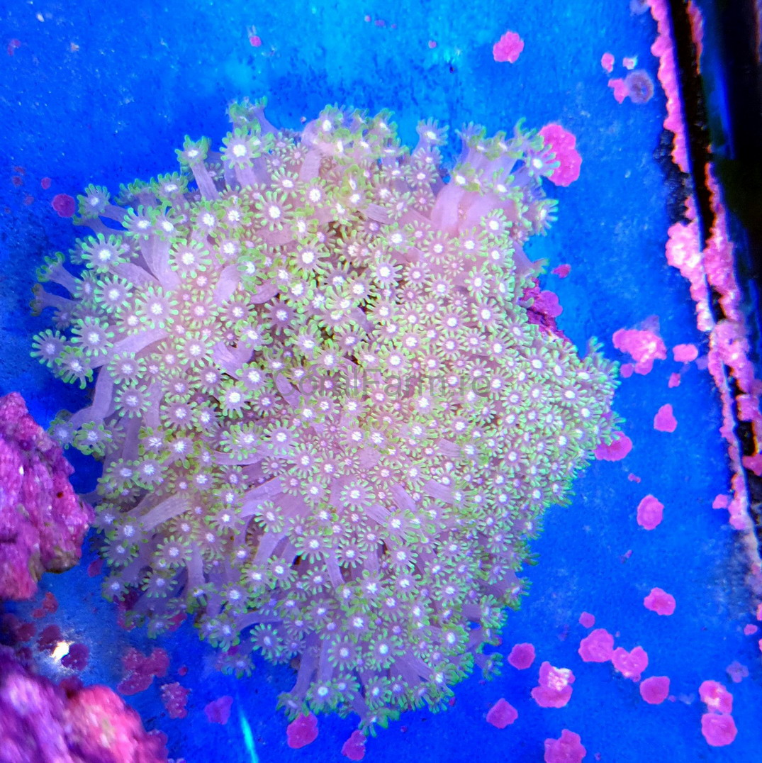 CORALI, PESTI & NEVERTEBRATE :: Corali LPS :: Goniopora Coral ...