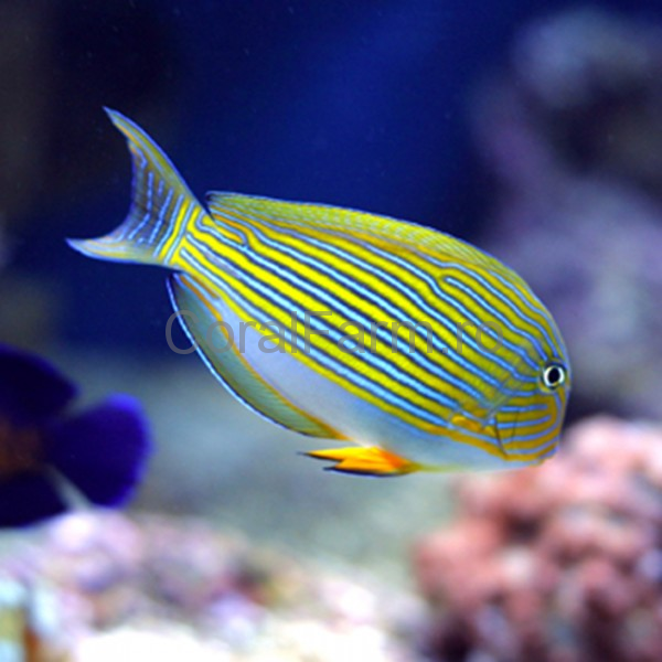 Clown Tang (Acanthurus Lineatus) S - CoralFarm.ro