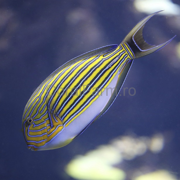Clown Tang (Acanthurus Lineatus) M - CoralFarm.ro