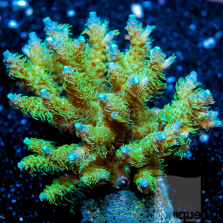 Borealis Acropora Coral (Acropora sp.) - CoralFarm.ro