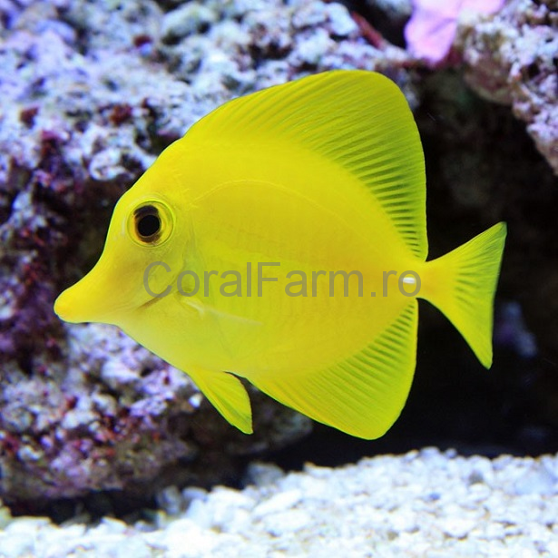 Yellow Tang - Hawaii (Zebrasoma Flavescens) S