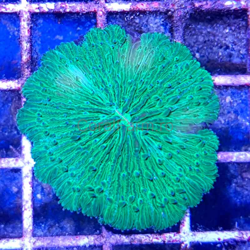 Plate Coral, Short Tentacle (Fungia Repanda) - CoralFarm.ro