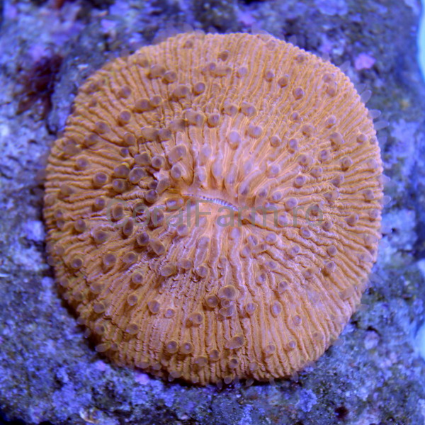 Plate Coral, Short Tentacle (Fungia Repanda) - CoralFarm.ro