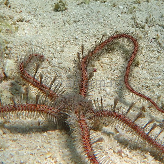 Stea Brittle Sea Star, Knobby Fancy (Ophiomastix annulosa) CoraFarm.ro