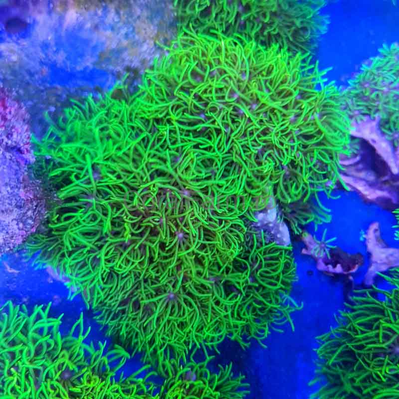 Metallic Green Starburst Polyp (Briareum sp.) - CoralFarm.ro