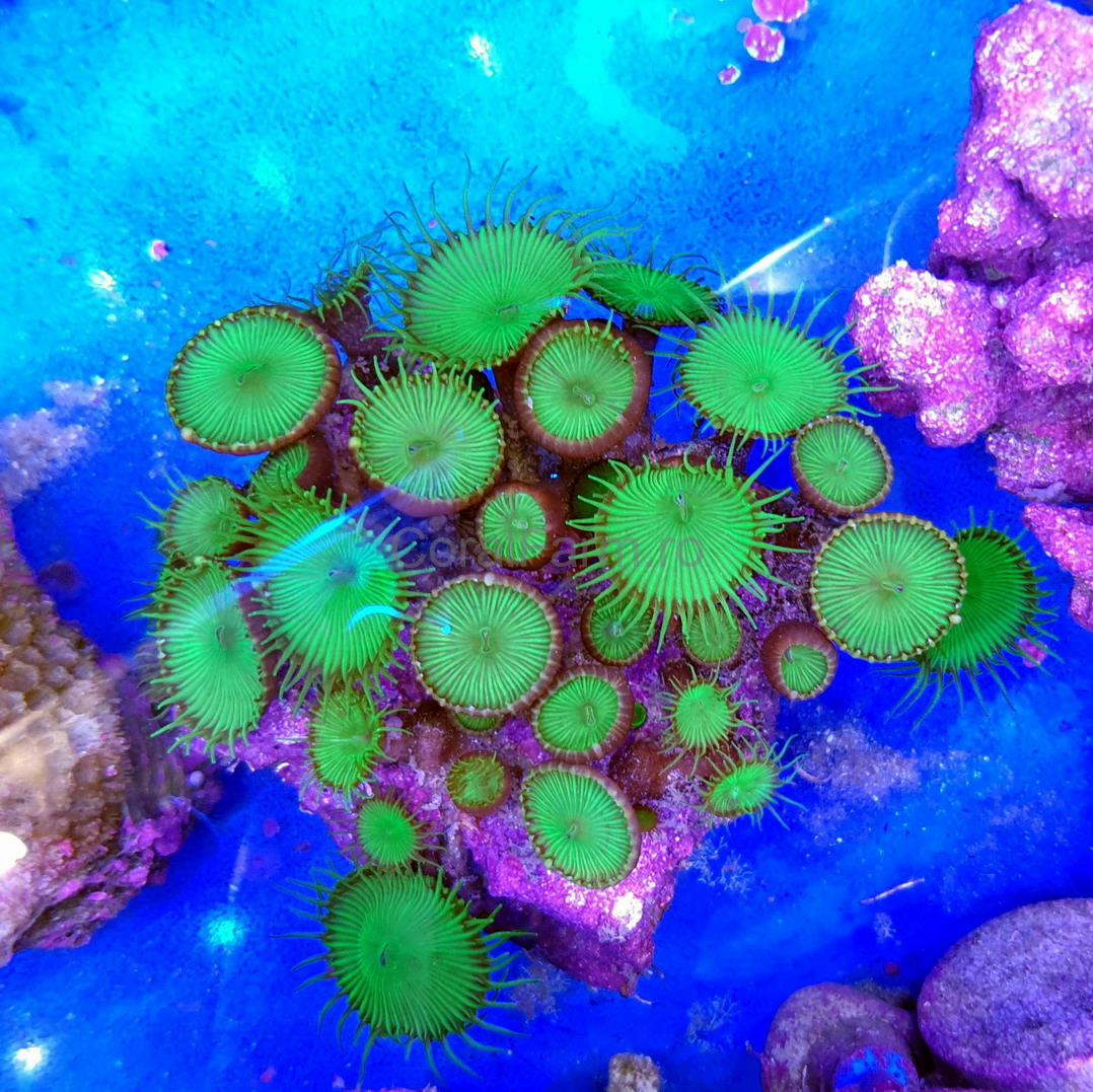 Coral Button Polyp - Giant Green Protopalythoa spp.- CoralFarm.ro