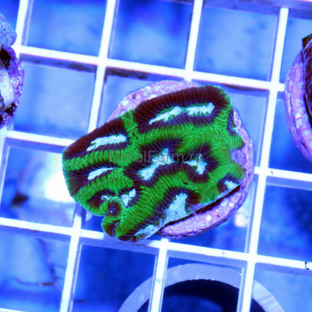 Brain Coral, Favites (Favites spp.)