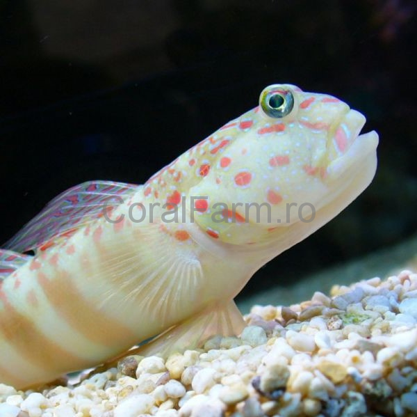 Blue Spotted Watchman Goby